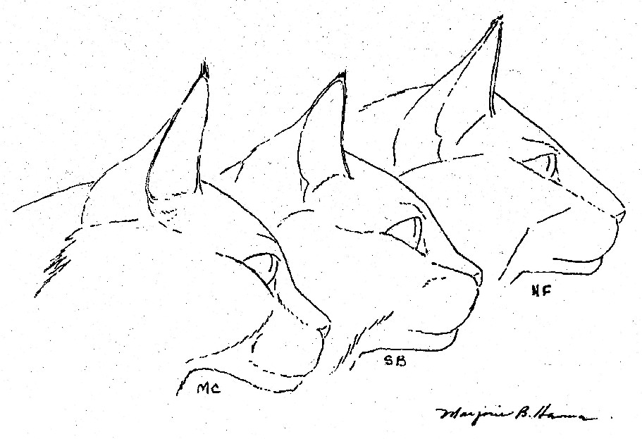 Cats love vikings : r/funny